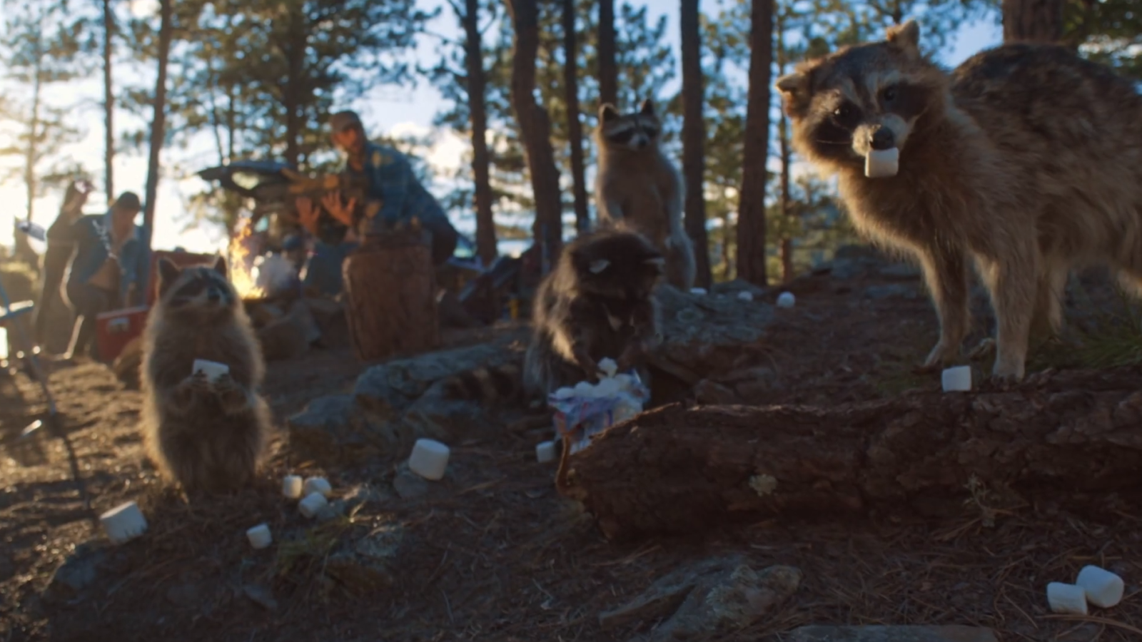 Activities – Image Wild